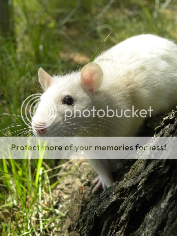 RIP Tilly 7/08-2/5/11 | Rat Forum