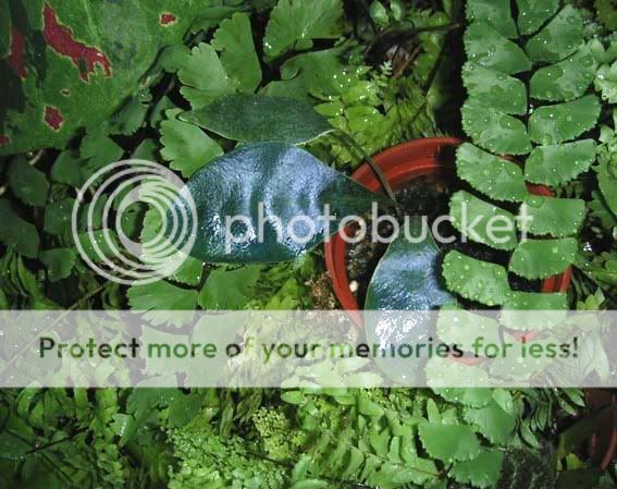 Microsorum siamensis | TerraForums Venus Flytrap, Nepenthes, Drosera ...