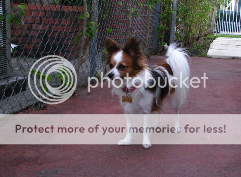 The 3 Musketeers | Dog Food Chat