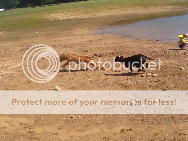 Post your Before & After "Conditioning" Photos of your APBT | Go ...