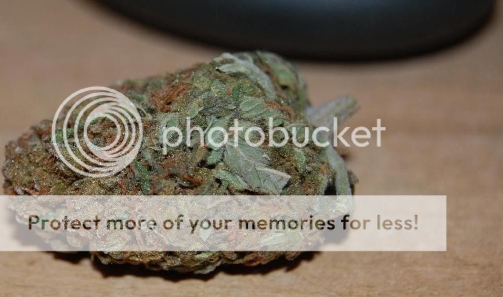 Dank Florida Bud(HQ Pics!) | Grasscity Forums - The #1 Marijuana ...