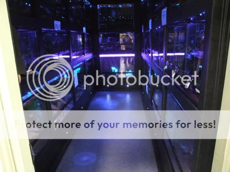 Leaping Lizards shop updated Photos! | Reptile Forums