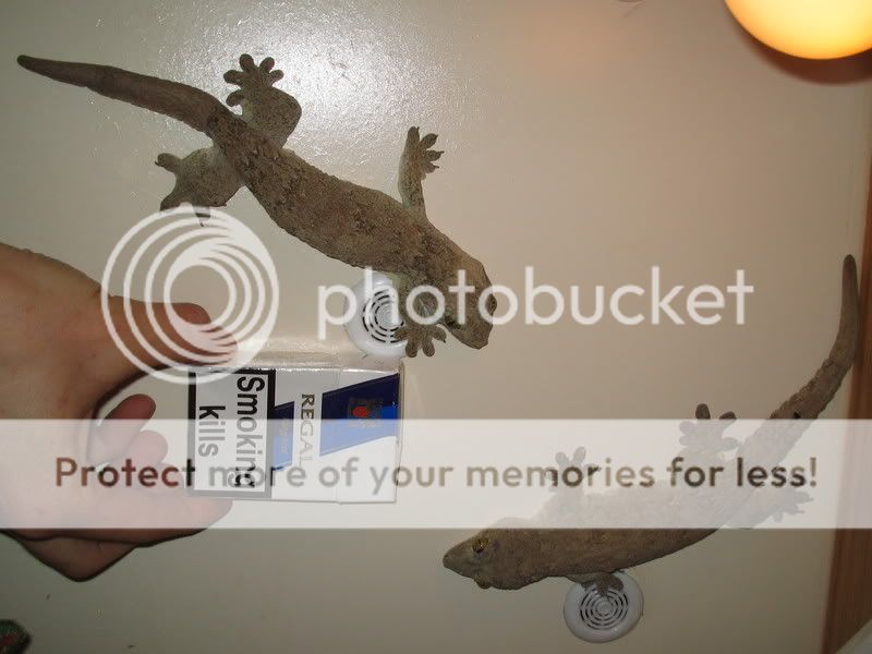 leaping lizards stocklist | Reptile Forums