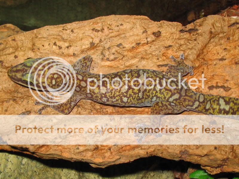 leaping lizards stocklist | Reptile Forums