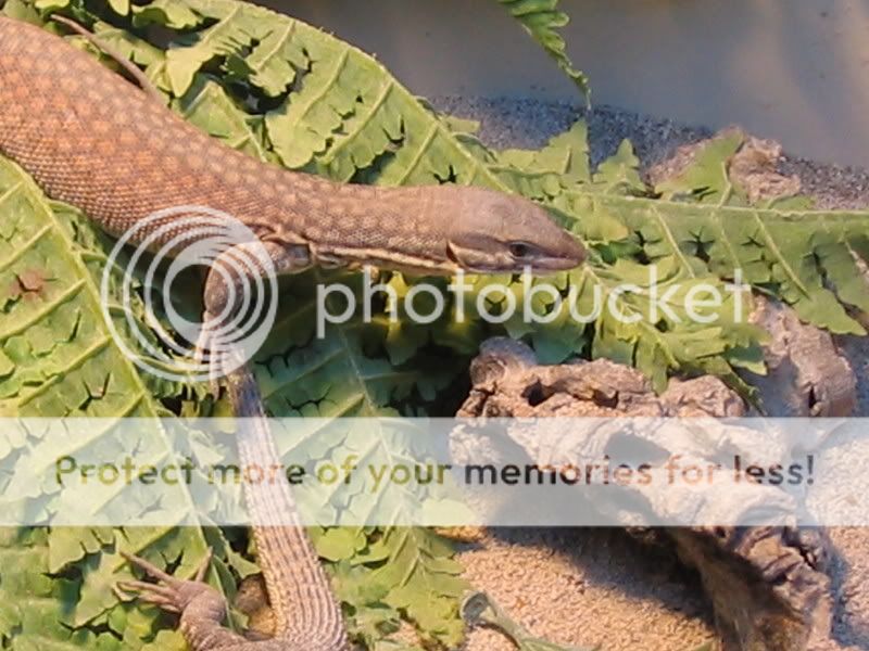 dwarf monitors ackies and freckled | Reptile Forums