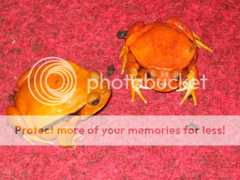 False tomato frogs | Reptile Forums