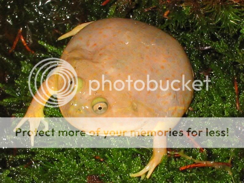 Budgetts Frog | Reptile Forums