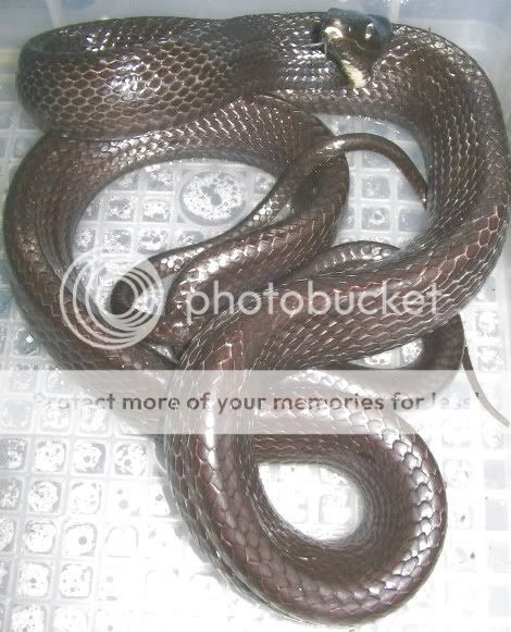 Gonyosoma (Elaphe) janseni Jansen's rat snake | Reptile Forums