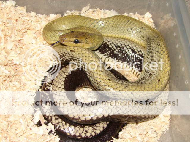 Gonyosoma (Elaphe) janseni Jansen's rat snake | Reptile Forums