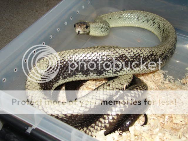 Gonyosoma (Elaphe) janseni Jansen's rat snake | Reptile Forums