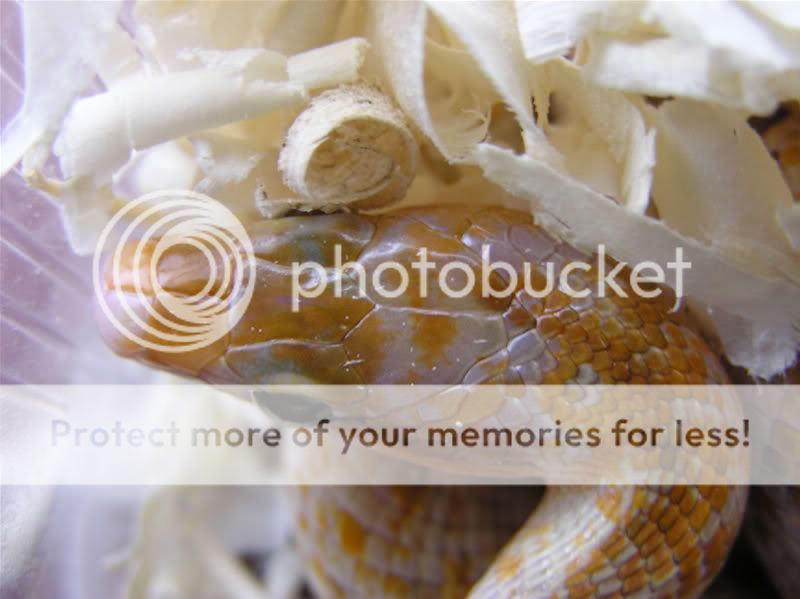 Calico Beauty Snake | Reptile Forums