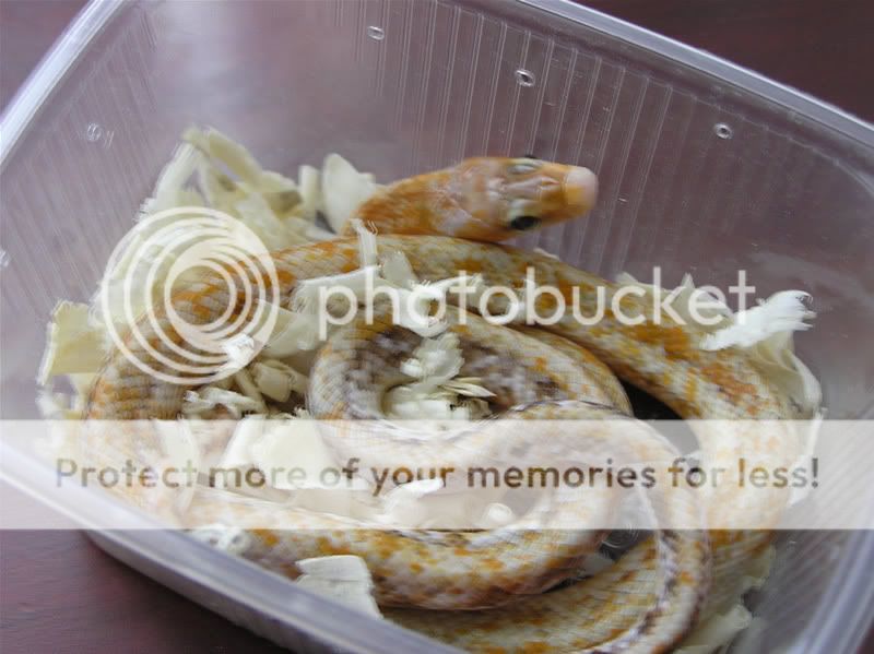 Calico Beauty Snake | Reptile Forums