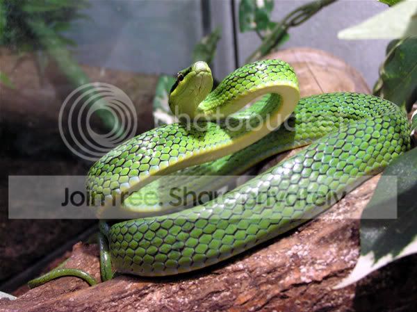 Rat snakes-post your piccies!!! | Page 2 | Reptile Forums