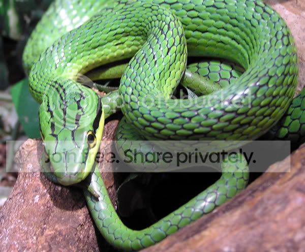 The rat snake thread | Reptile Forums