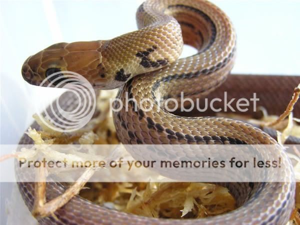 Timor rat snakes | Reptile Forums