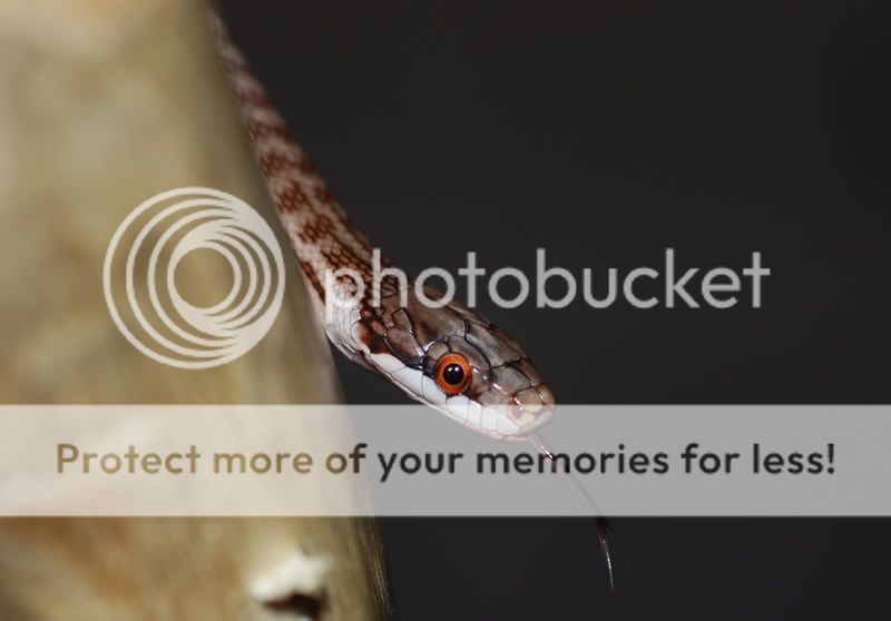Persian Ratsnake | Reptile Forums