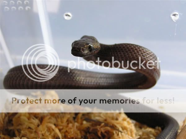 Timor rat snakes | Reptile Forums