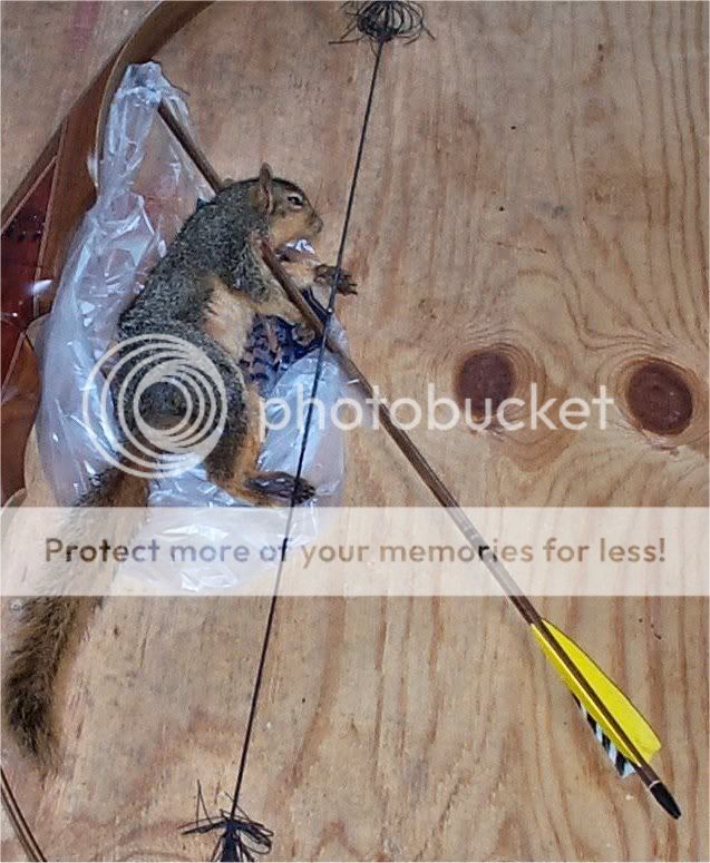 Rat Shooting Pics | Archery Talk Forum